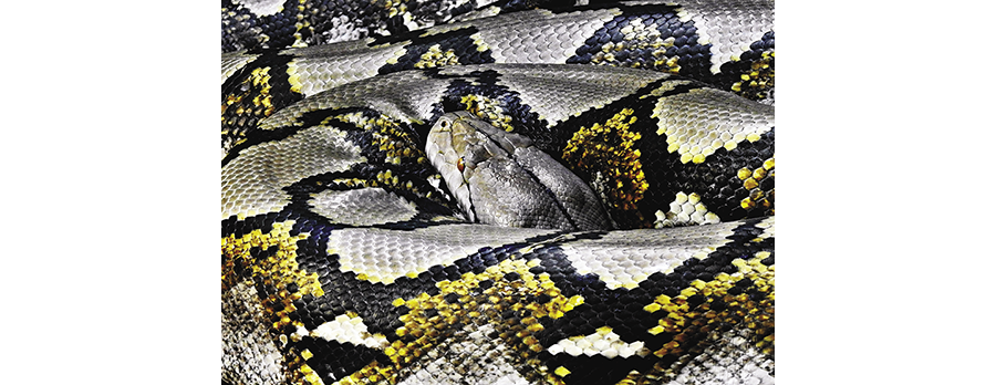 Mix Low-Code Node-RED with Python